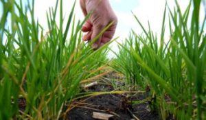 SIFB – Sugar Insurance Fund Board